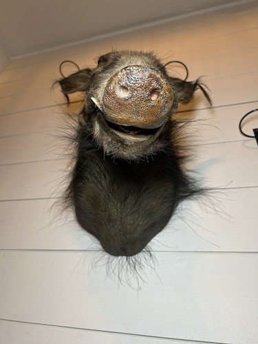 Rare African Wild Boar Bush Pig Head Mount Taxidermy Safari Hunt Fast ...