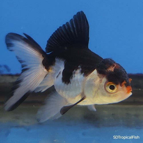 Live Fancy Goldfish Thai Oranda Tri-color 2.50" Body (E-113) Combined ...