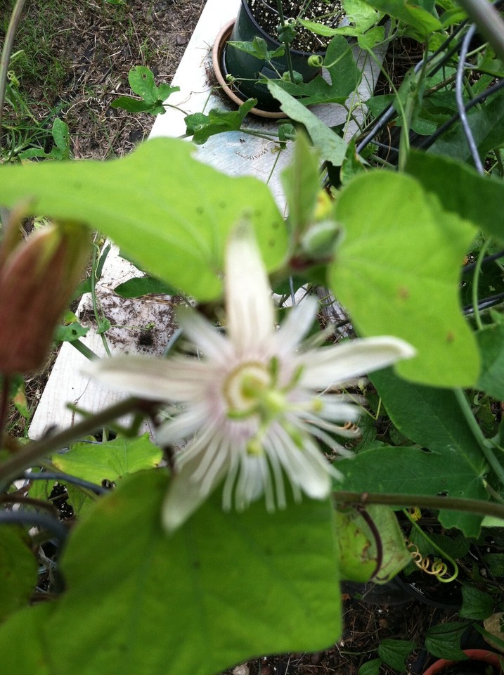 Passiflora capsularis pure white 5 seeds | eBay