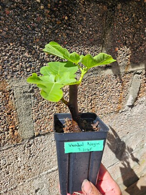 Verdal Negra Fig Tree - Rooted from cutting | eBay
