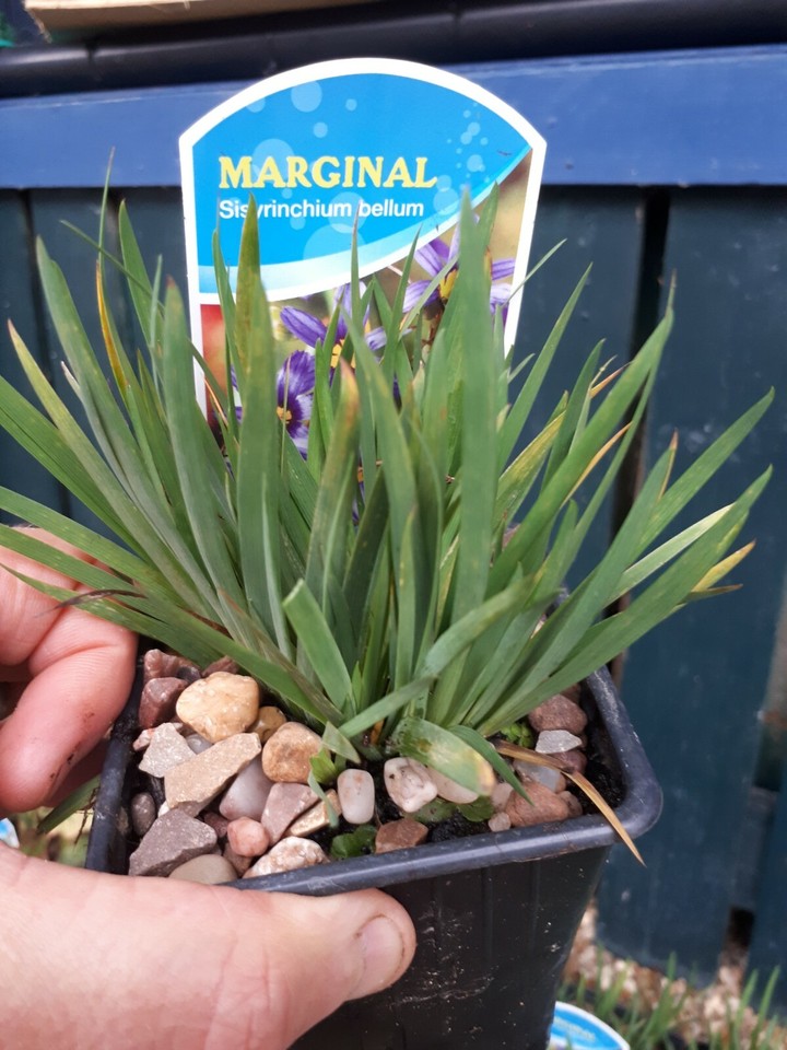 Dwarf Blue Iris Sisyrinchium bellum Marginal Bog Pond Plant British ...