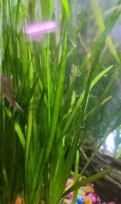 2 Jungle Vallisneria - Italian Val Vallisneria Live Aquarium Plants | eBay