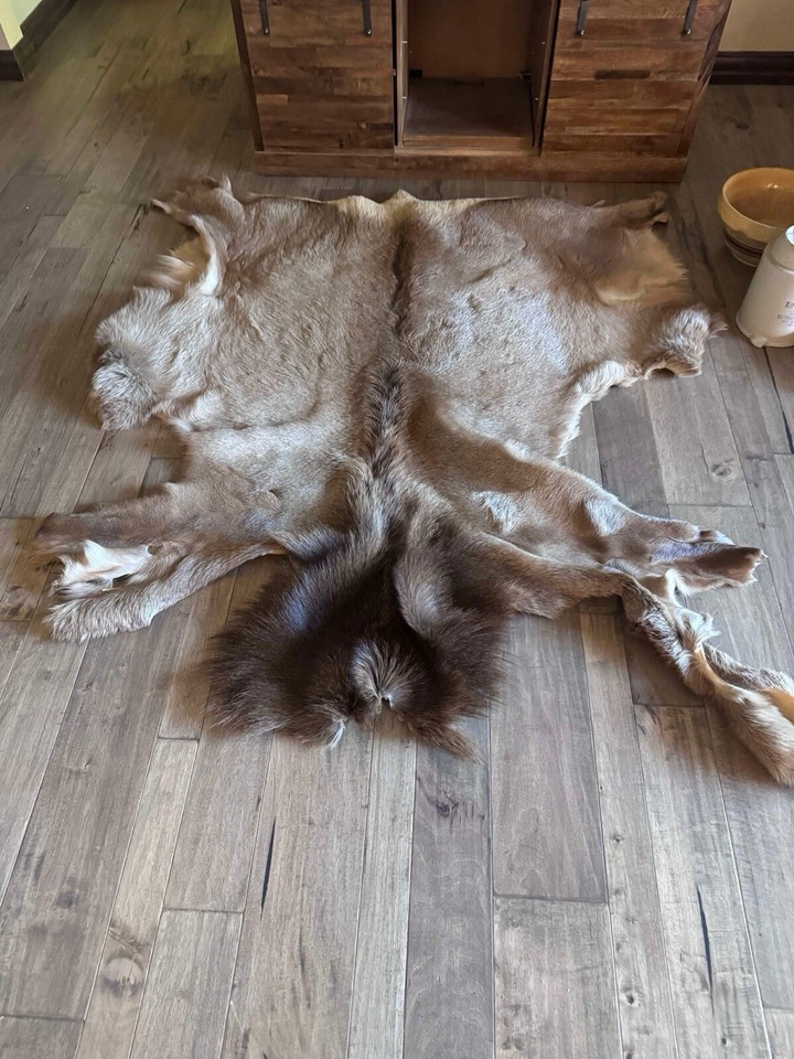 Gorgeous Elk Taxidermy, Cape, Hide | eBay