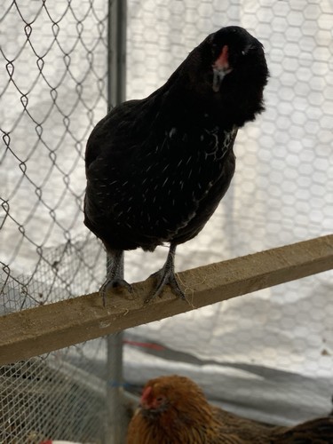 6 Easter Egger Americauna Large Beautiful Breed Hatching Eggs Please Read. | eBay