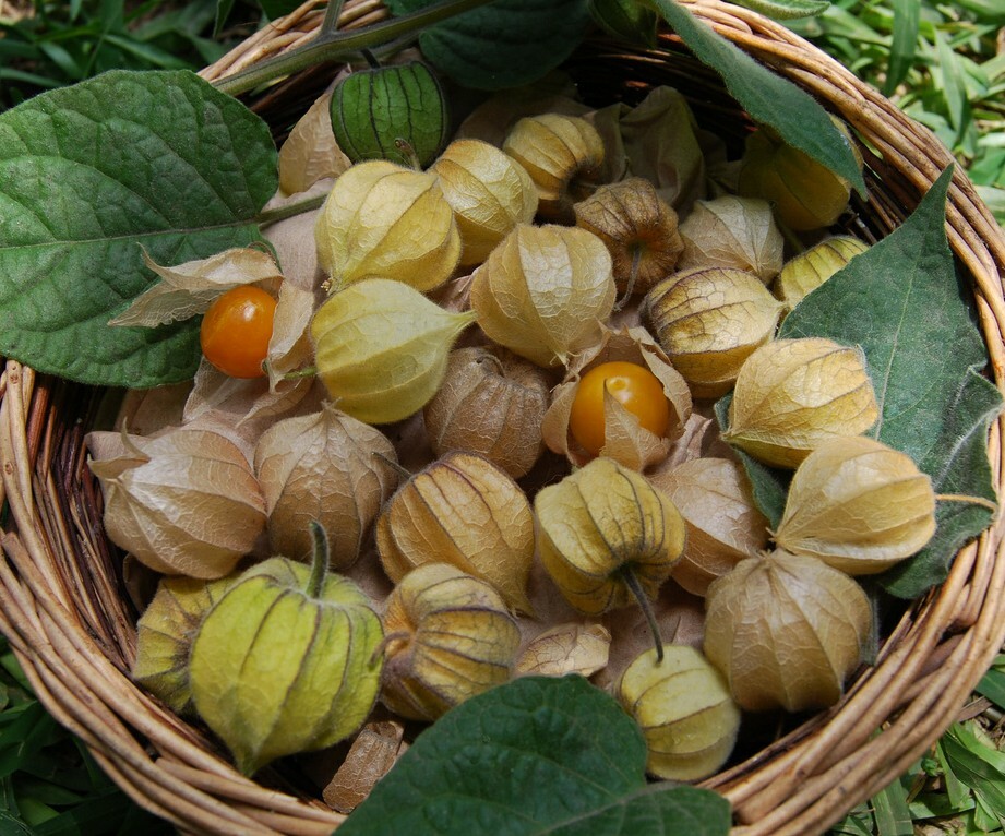 Ground Cherry Seeds ~Physalis Peruviana~ Cape Gooseberry Inca Berry ...