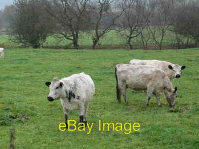 Photo 6x4 British White cattle Glutton Bridge A rarish breed of cattle ...