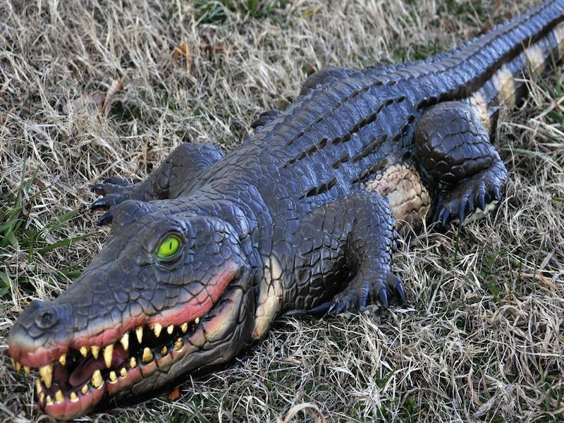Life Size Remote Control Alligator
