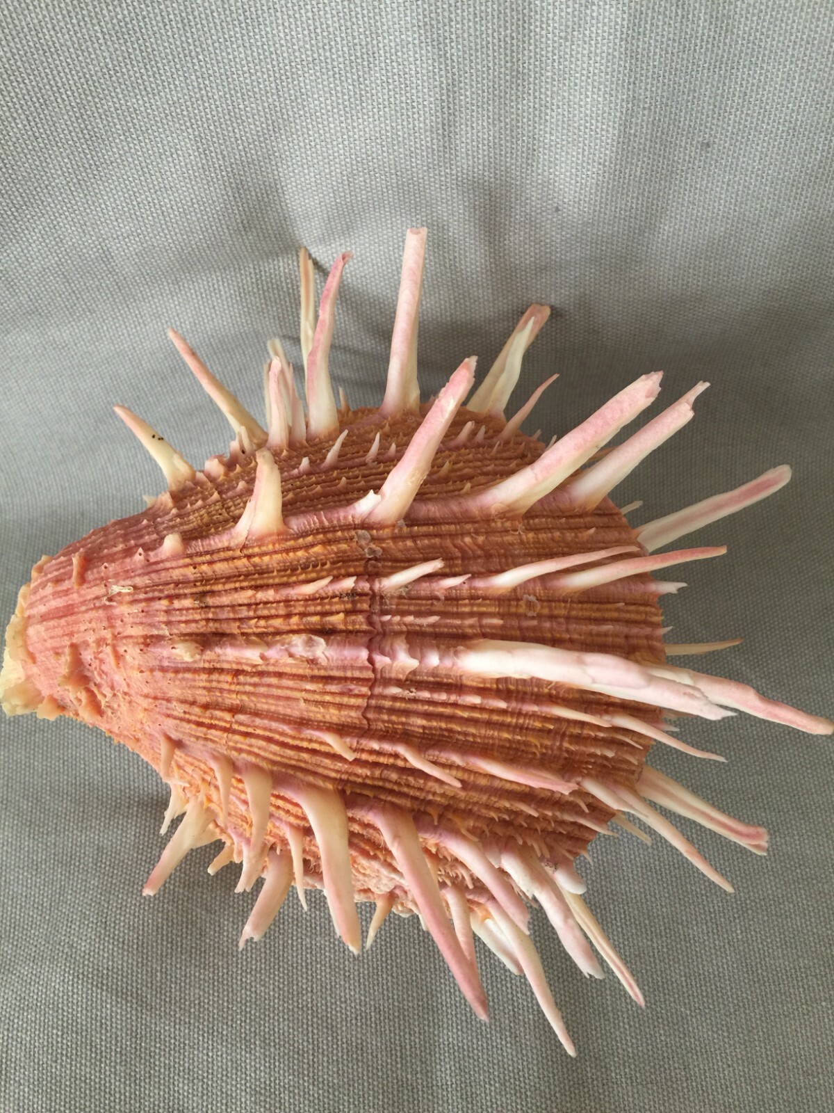Thorny Oyster Seashell (Spondylus regius) 5"/127mm Long With Stand | eBay