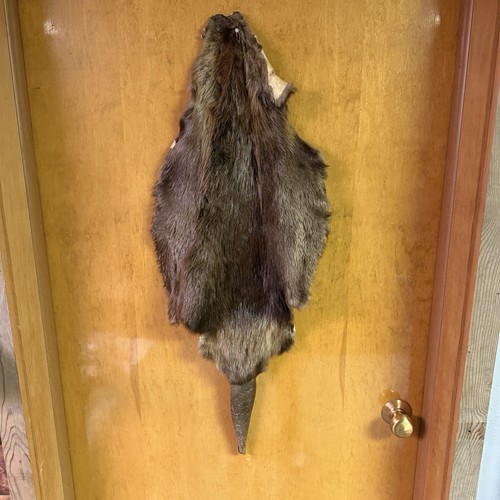 Tanned Beaver Hide Damaged Older Tan FLY TIERS SPECIAL 28x15 | eBay