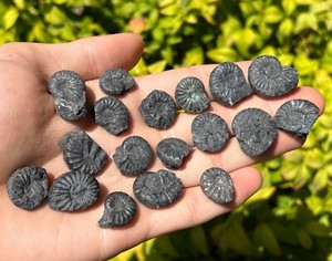 The Fossil Depot | eBay Stores