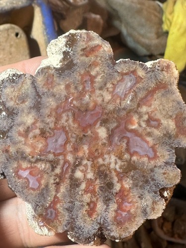 Agatized Utah Barite nodule **hxtled slab | eBay