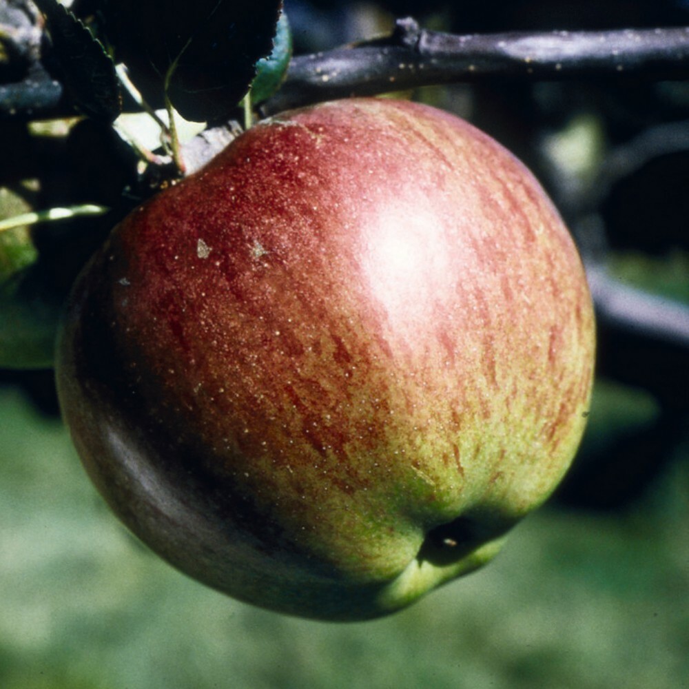 T&M Garden Apple Howgate Wonder Malus Hardy Fruit Tree M26 Rootstock 1x ...