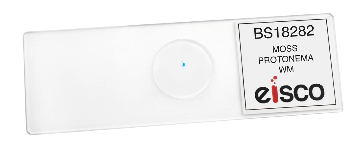 Moss Protonema Slide