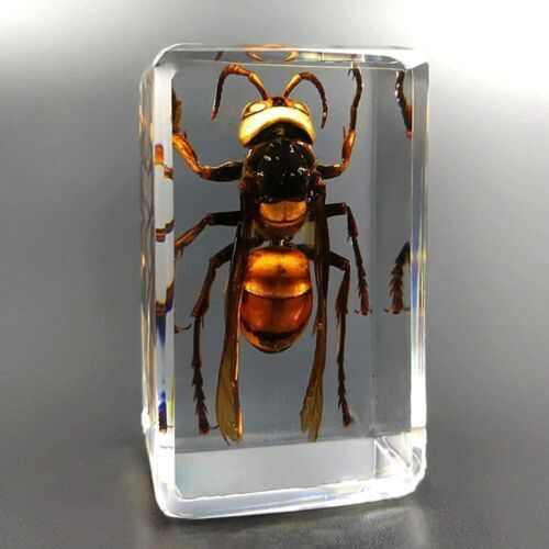Insect Resin Real Asian Giant Hornet Insect Paperweight Taxidermy ...