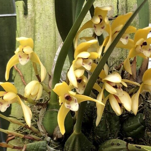 Maxillaria monantha - nice yellow flowers on a compact Maxillaria | eBay