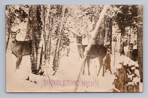 Deer in Snowy Woods SHINGLETON Michigan RPPC Antique Alger County Photo ...