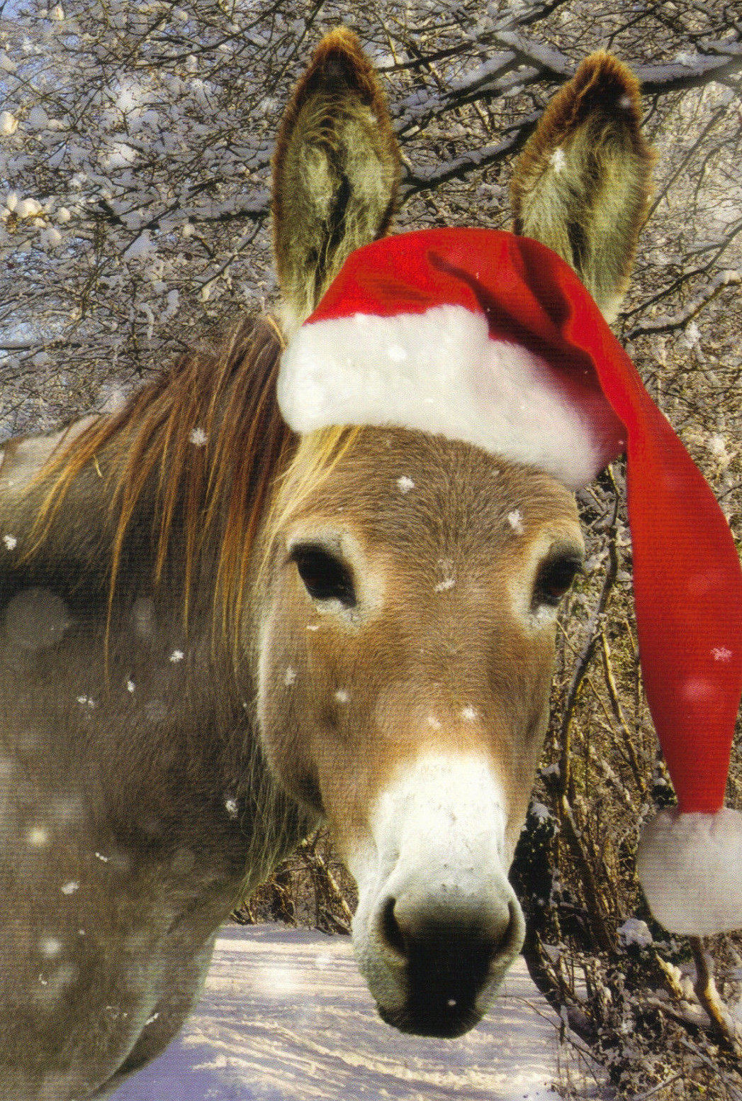 Ansichtskarte: Esel mit Weihnachtsmann - Mütze - Christmas donkey - la ...