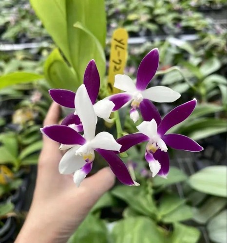 Rare! Phal. Lioulin Blue Jenny 'Blue Dragonfly', unique flower | eBay