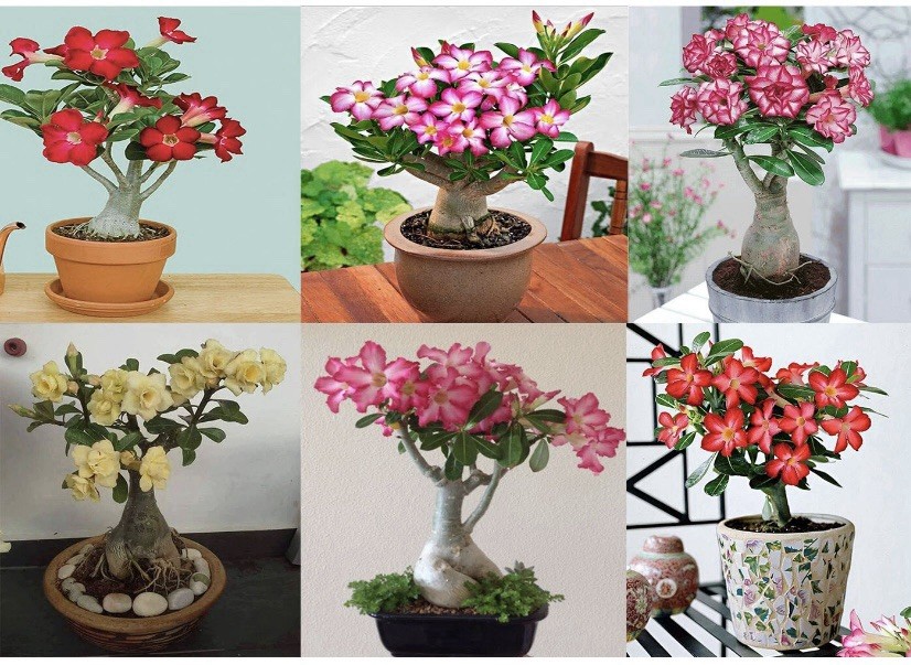 Adenium Desert Rose Perennial Seeds 5 Seeds Mixed Color Desert Rose ...