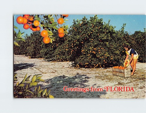 Postcard Luscious Florida Oranges Greetings from Florida USA | eBay