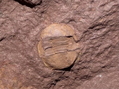 China Fossil Trilobite RARE Ordovician Age Bug Chinese Fossil | eBay
