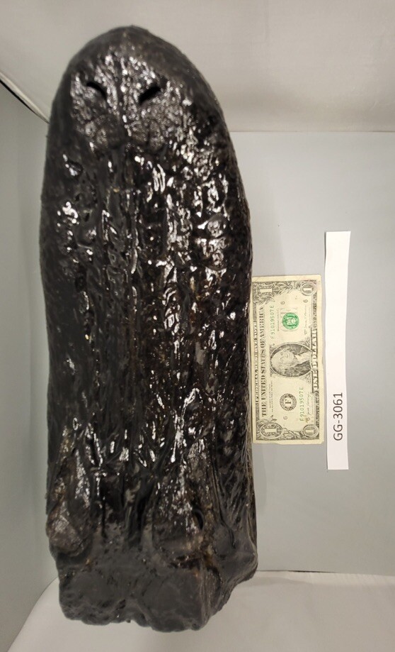 Head From 7 Foot Wild Louisiana Gator | eBay