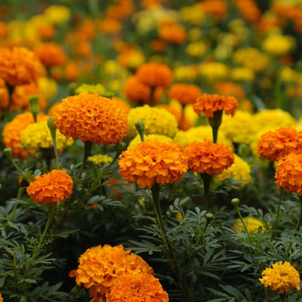 Seeds Marigold Sugar and Spices Terry Mix Flower Rare Garden Organic | eBay