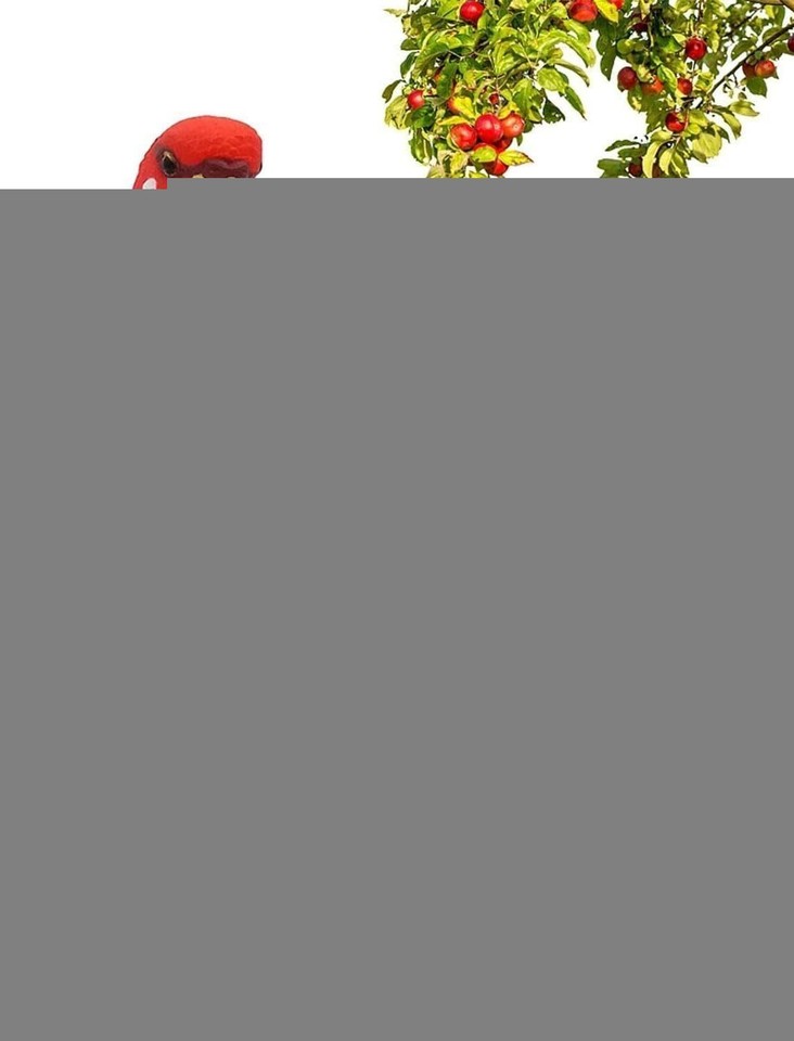 Talking Parrot, Realistic Singing Parrot, Sparrow Bird Repeats What You ...