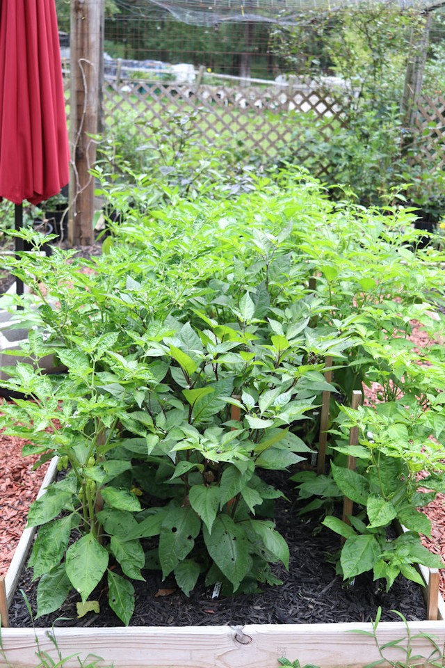 NAGA VIPER 10 Pepper Seeds 1,400,000+ Scoville SHU SUPER HOT Chili ...