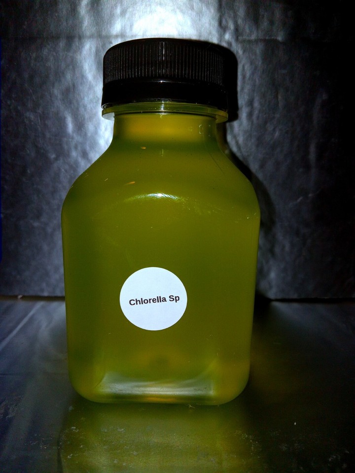 Daphnia+Moina mix Culture Starter Kit. Daphnia + Live Chlorella Starter ...