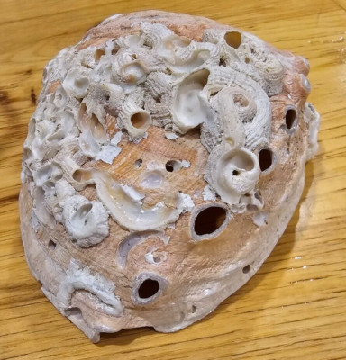 Old large sea shell covered in shells ocean collectable beautiful ...
