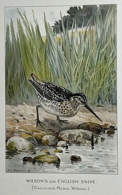 Orig. 1900 Wilson’s/English Snipe Bird Print,Ridgway,NY Fish & Game ...