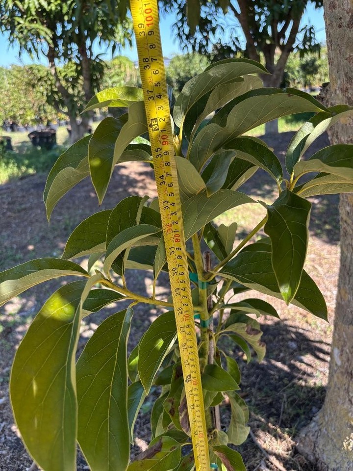 GRAFTED BETA AVOCADO TREE/B type flowering (PERSEA AMERICANA) 1 GAL POT ...