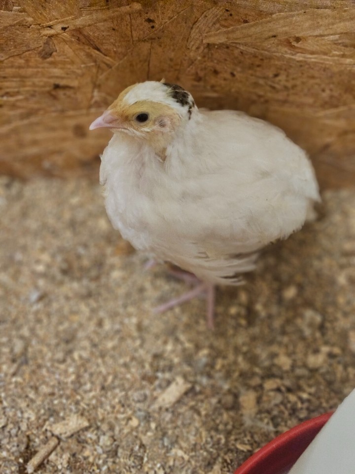 Coturnix Quail- 12 Rare Pearl & 12 Texas A&M Quail | eBay