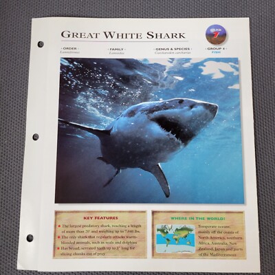 Wildlife Explorer Card 7 Group 4 FISH Great White Shark | eBay