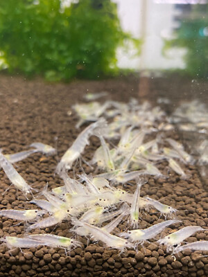 SNOW WHITE AMANO ALGAE EATER SHRIMP SHRIMP 10+ FREE SHIPPING | eBay