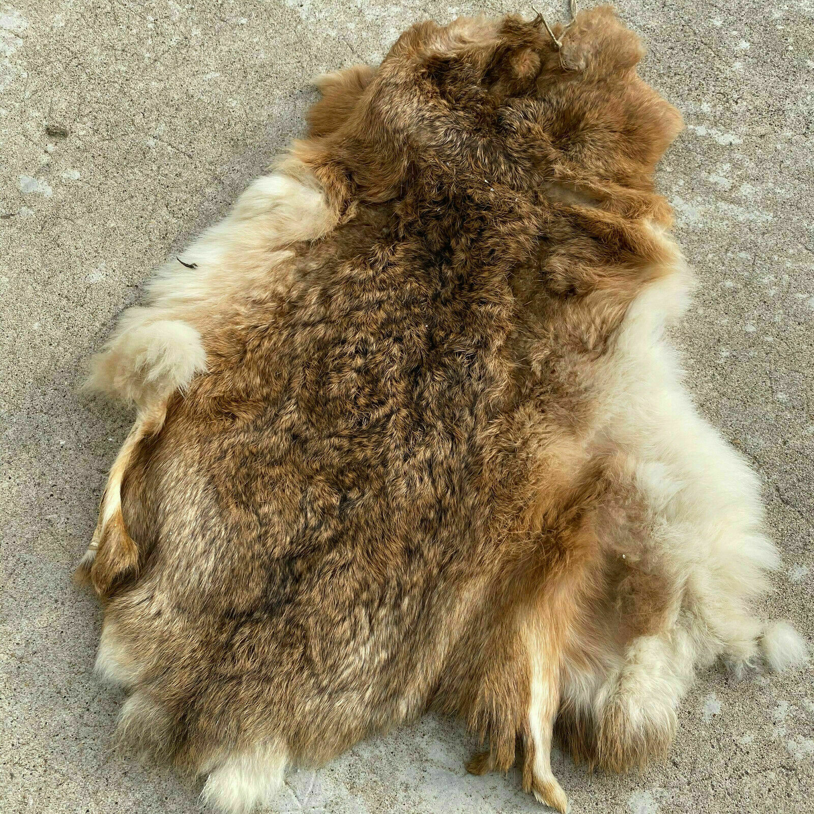 French Taxidermy animal Fur pelts Skin leather 2603208 | eBay