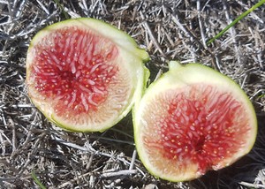 Valley View Plants | eBay Stores