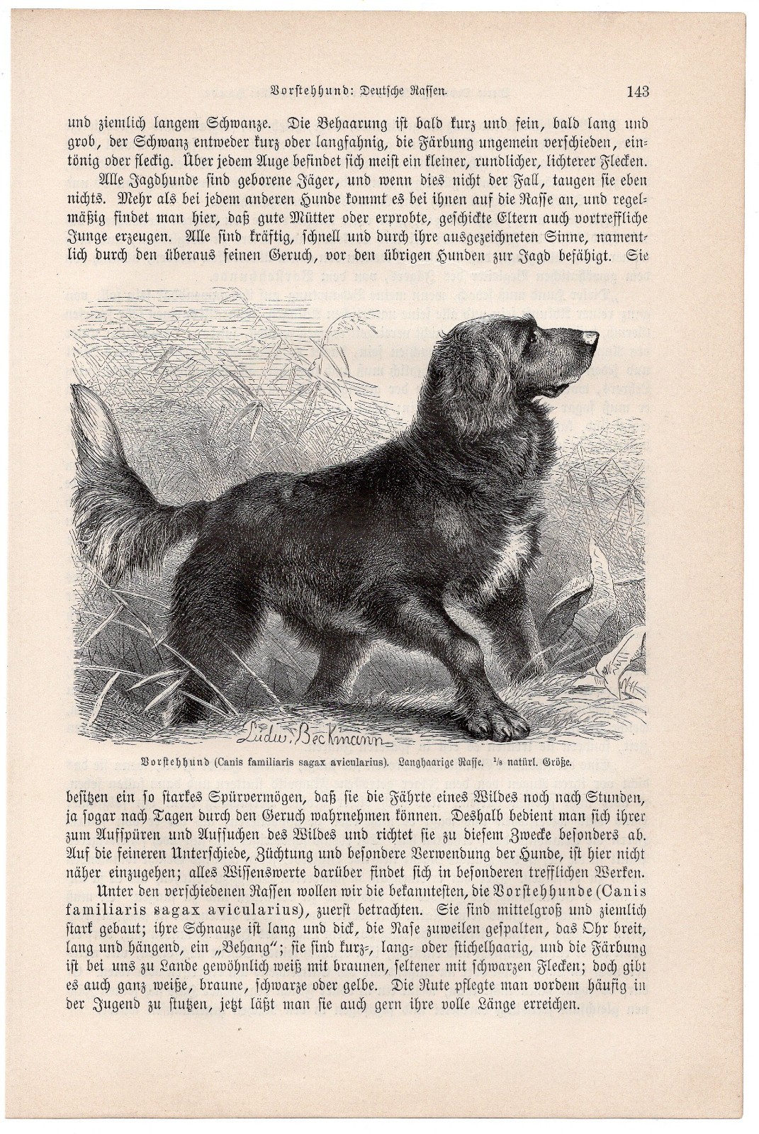 GERMAN HUNTING DOG – VORSTEHHUND BREED 1890 ANTIQUE WOOD ENGRAVING | eBay