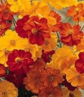 35+ Cosmos Bright Lights Flower Seeds Mix / Lasting Annual/ Drought ...