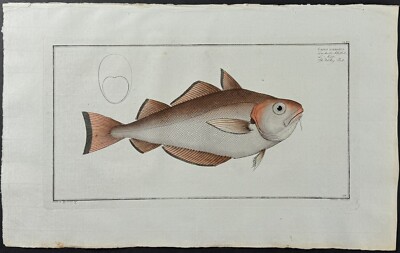 Bloch- Whiting Pout Fish – Gadus Barbatus. 166- 1785 Hand-colored Fish ...