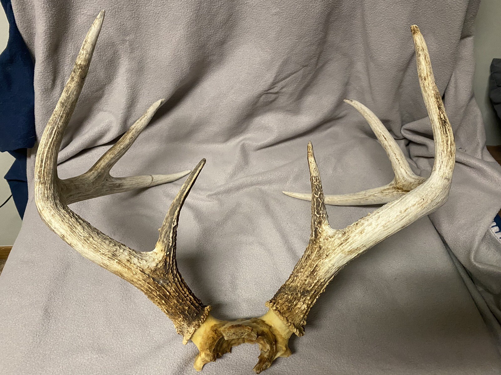HEAVY MATCHED 4x4 SET Whitetail Deer Rack Antlers Horn Sheds Elk Mule ...