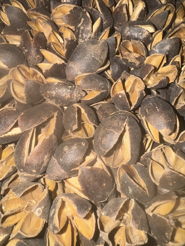 75x Bakuli Pods Blackwater Dried Botanical for Cory Shrimp Betta Tetra ...