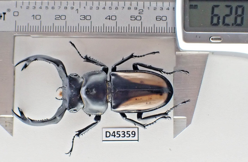 D45359. Insects, Lucanidae: Rhaetulus crenatus sp. Vietnam North. 62mm ...