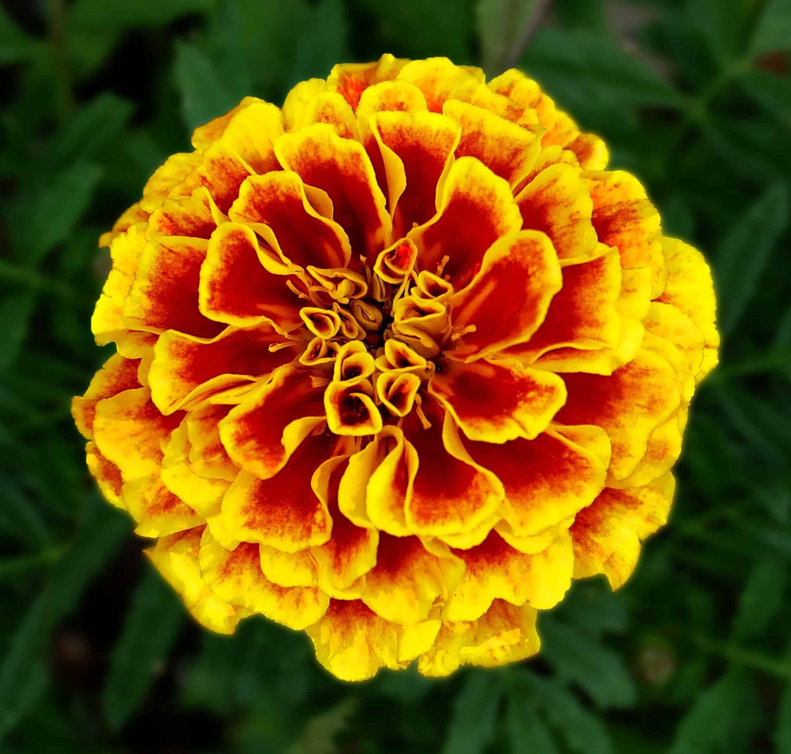 1000+ French Marigold DWARF NAUGHTY MARIETTA --- HEIRLOOM -- INSECT ...