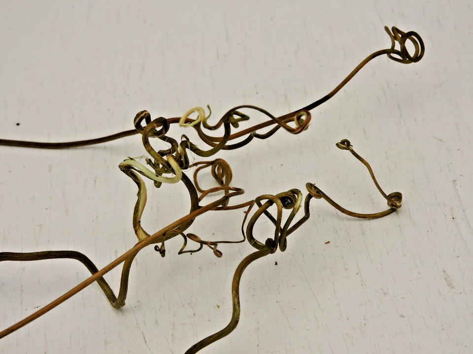 120 Grapevine Stick w/Tendrils Skinny Stem Flora Decor Craft 1/8~1/4"D ...