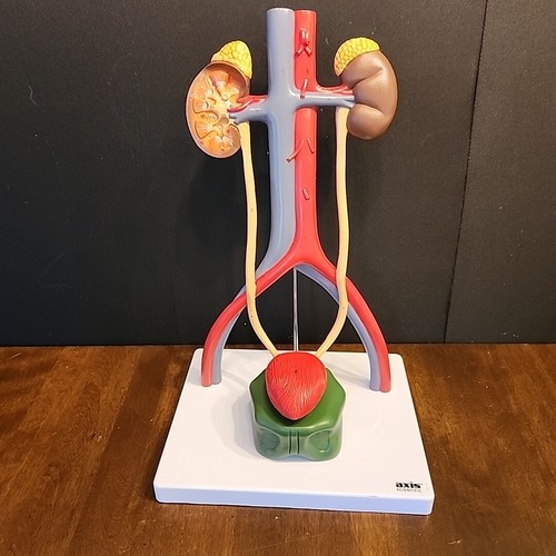 Axis Scientific Male Urinary System Model Bladder Artery Vein Anatomy ...