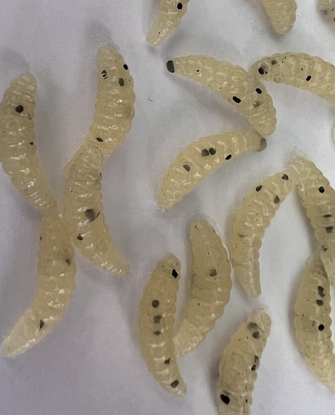 (50-7/8”) Soft Plastic Panfish Crappie Grubs. Wax Worm, Maggots, Butter ...