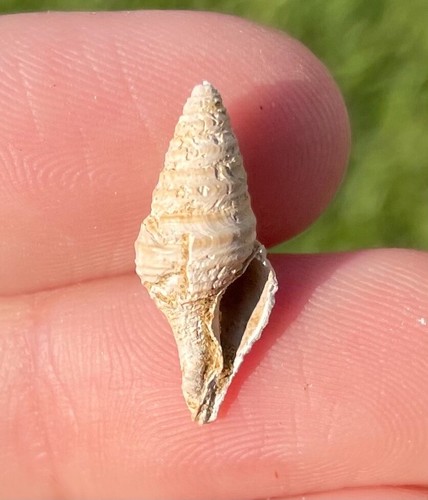 Spain Fossil Gastropod Gemmula contigua Pliocene Age Shell | eBay