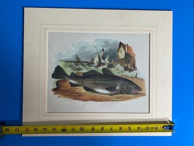 Antique print WITH matting- giant fish cryptid nice color- original ...